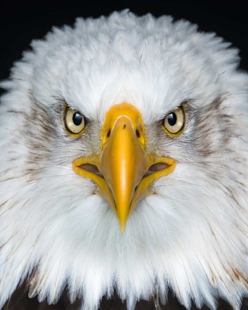 Improve Your Golf Game With The Eagle Eye Range Finder - Iron-fall